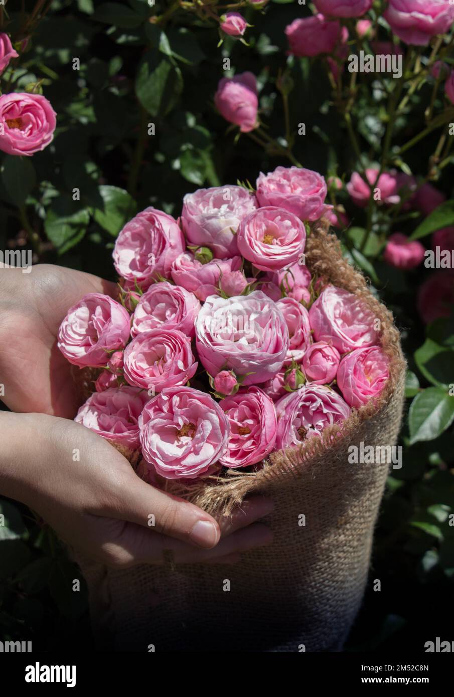 Beautiful fresh roses wrapped with canvas in hand Stock Photo - Alamy