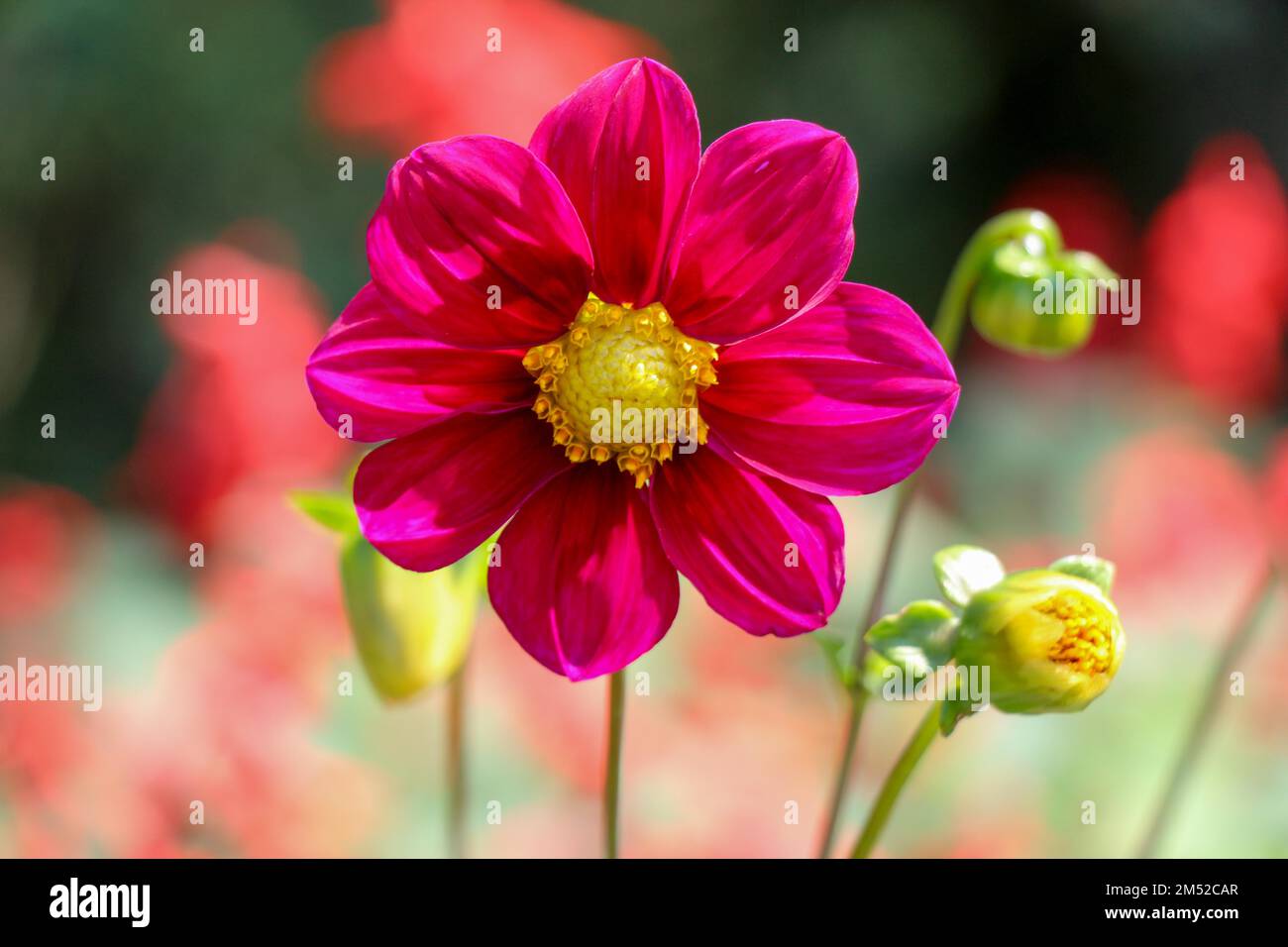 Beautiful fresh flowers in nature background Stock Photo - Alamy