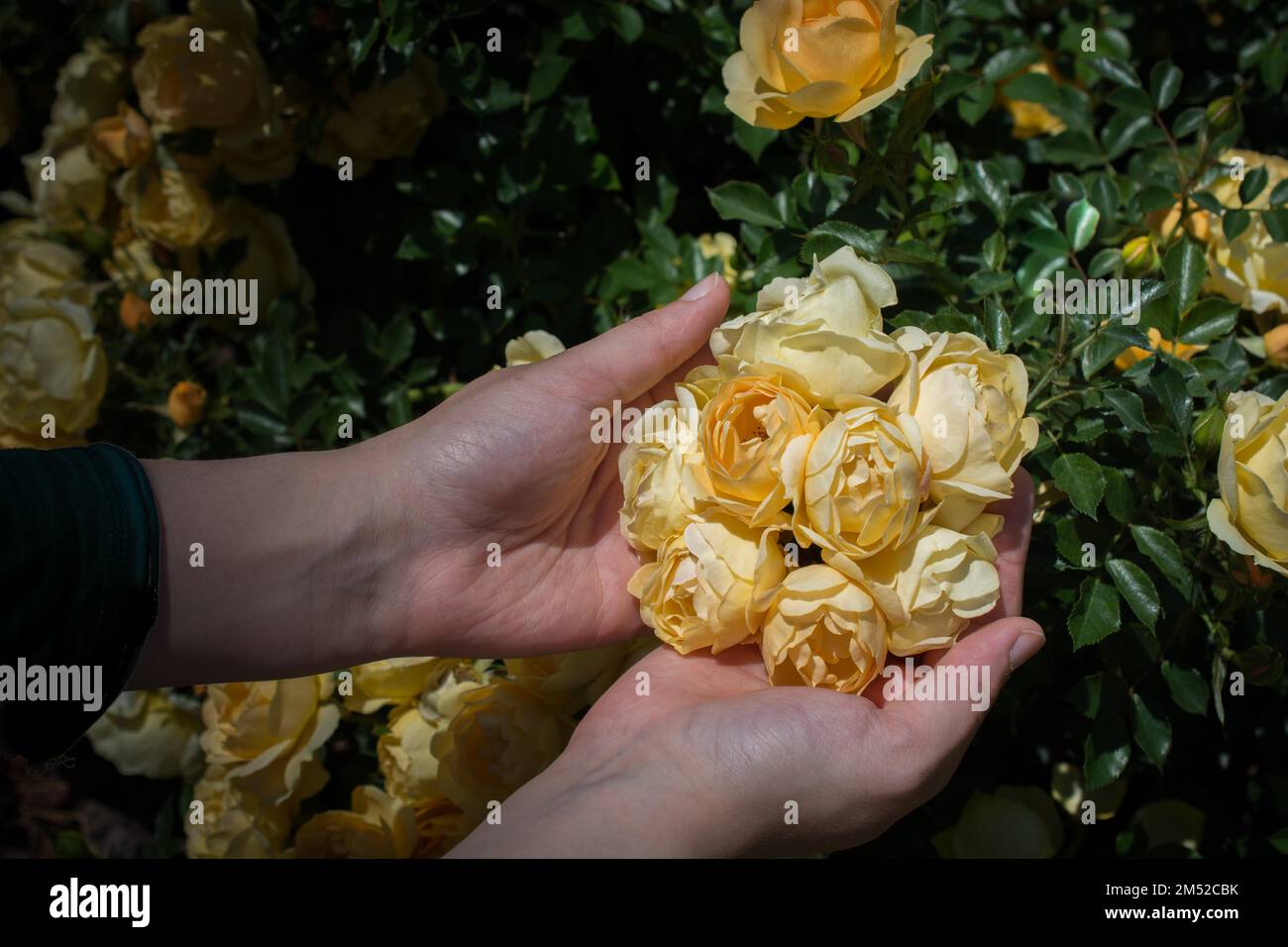 Beautiful fresh roses in hand Stock Photo - Alamy