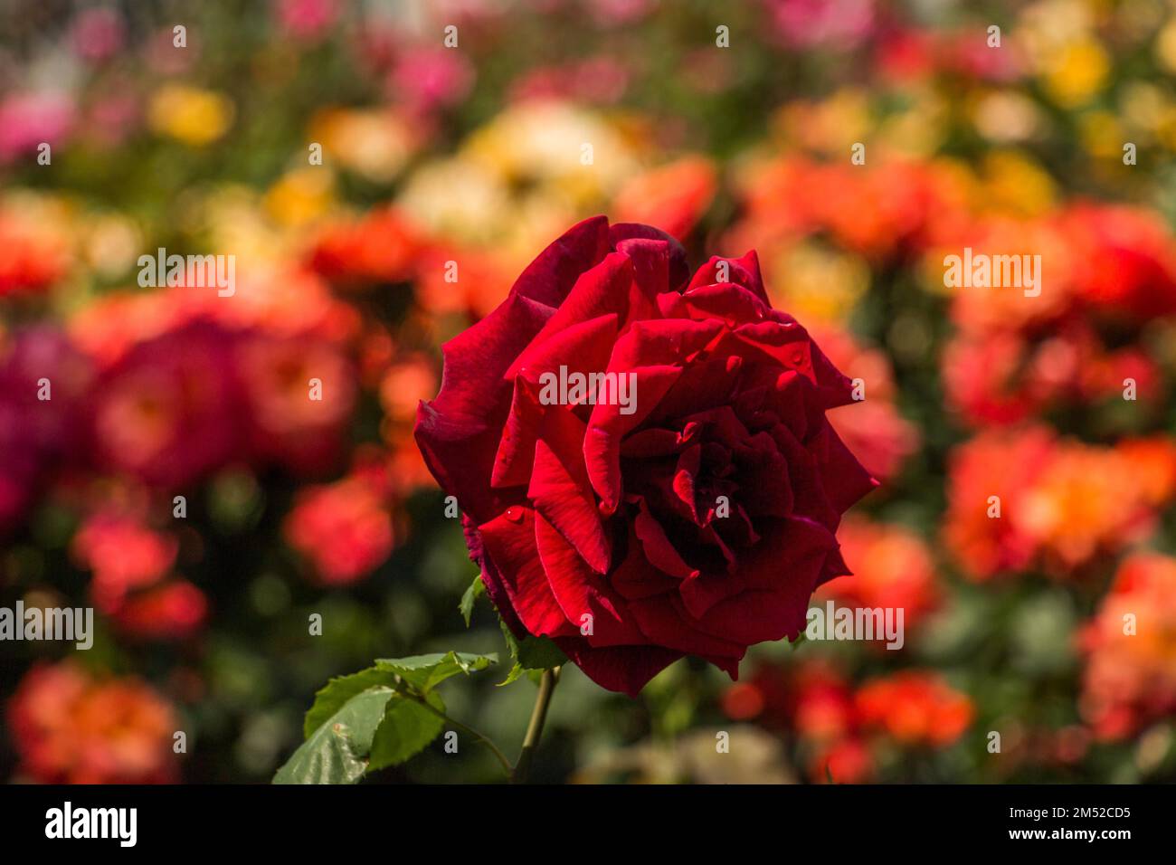 Rose garden full of beautiful fresh roses Stock Photo - Alamy
