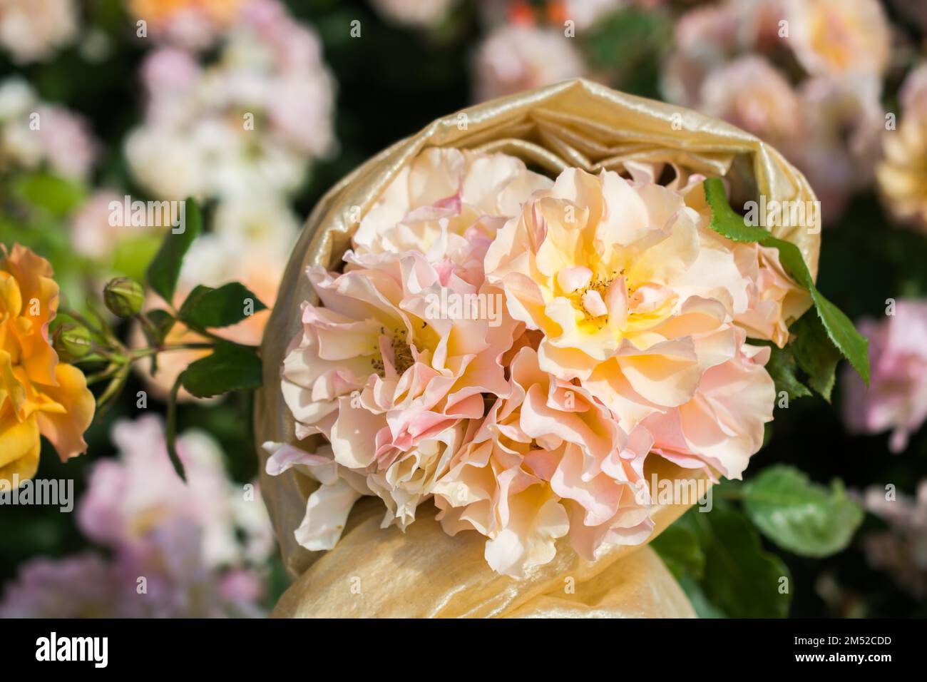 Beautiful bunch roses hi-res stock photography and images - Alamy