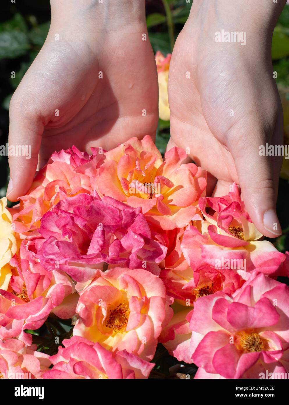 Beautiful fresh roses in hand Stock Photo - Alamy
