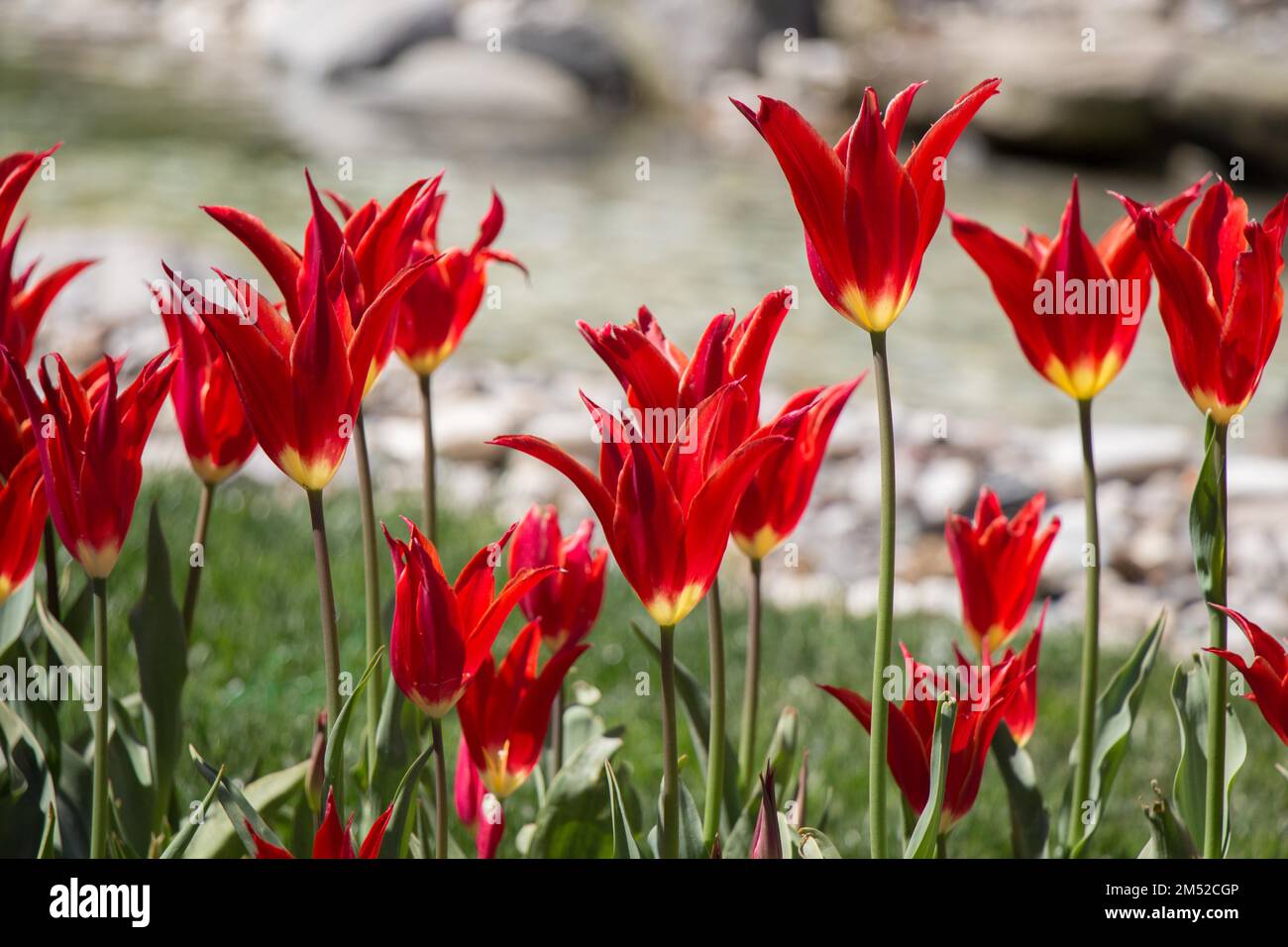 Red color tulip flowers bloom in the garden Stock Photo - Alamy