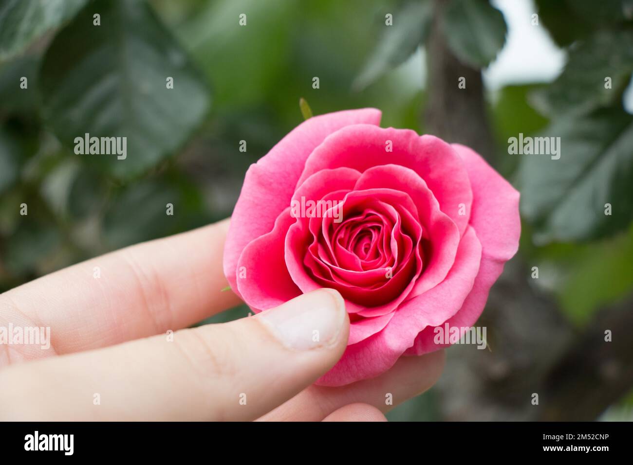 Hand holding a colorful Rose Flower Stock Photo - Alamy