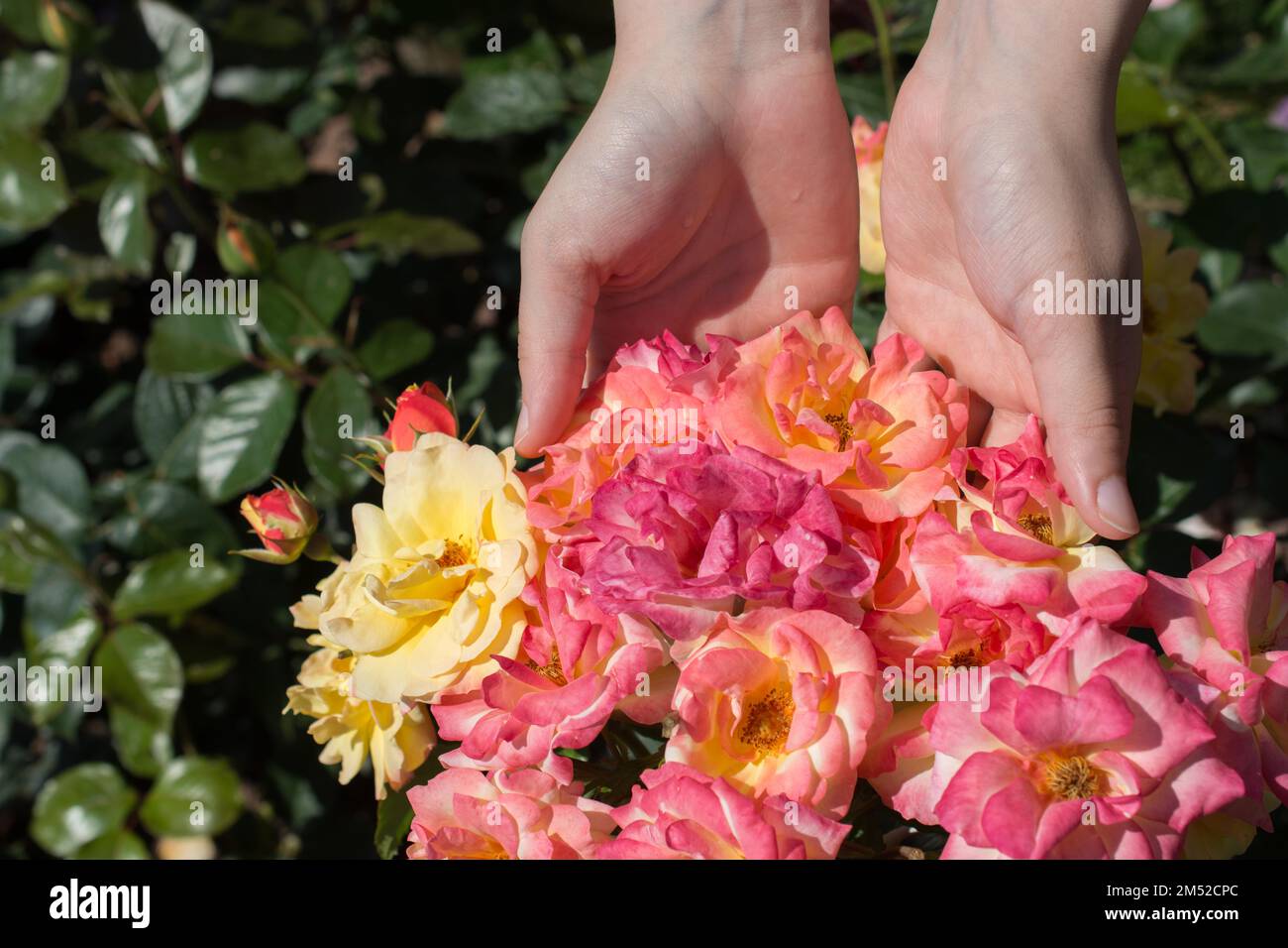 Beautiful fresh roses in hand Stock Photo - Alamy