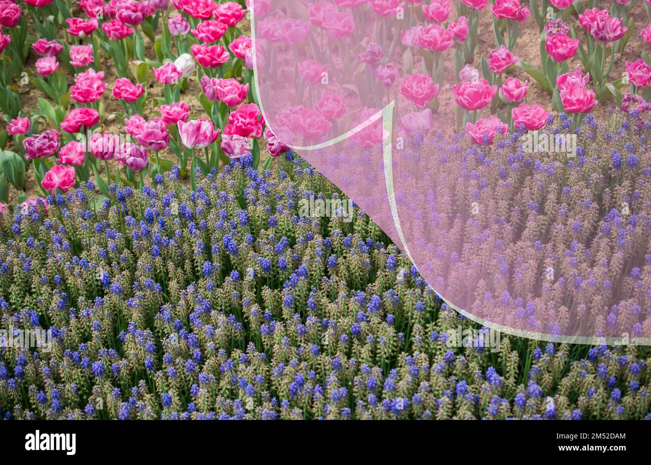Fresh blooming colorful tulips behind a layer Stock Photo - Alamy