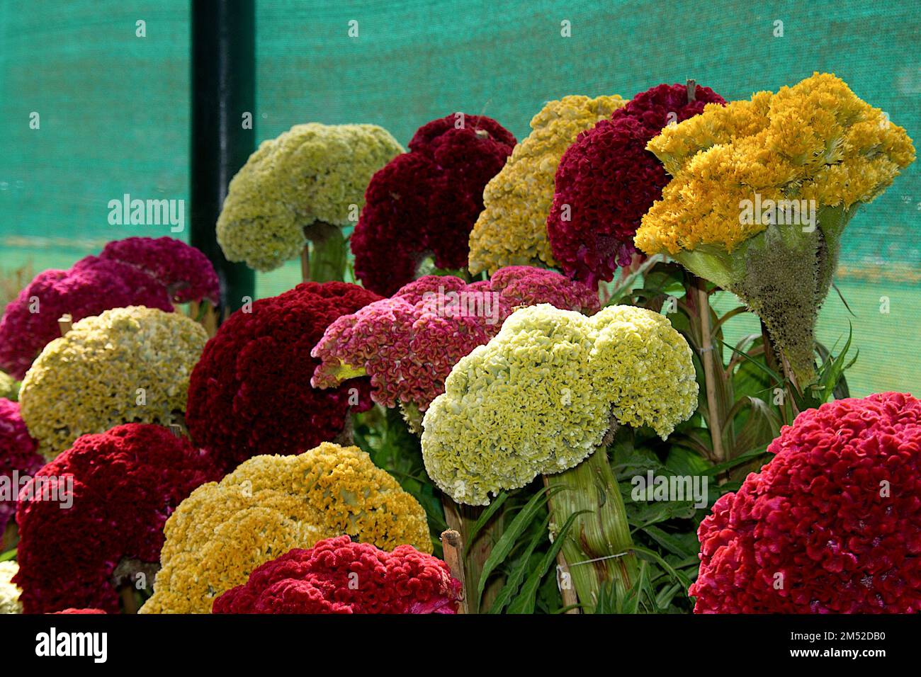 a multicolor bunch of cockscomb flowers at Republic Day Flower Show ...