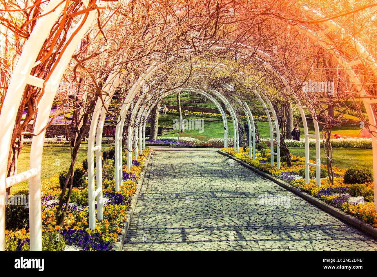 Arches of flower trees tunnel in a green garden Stock Photo - Alamy