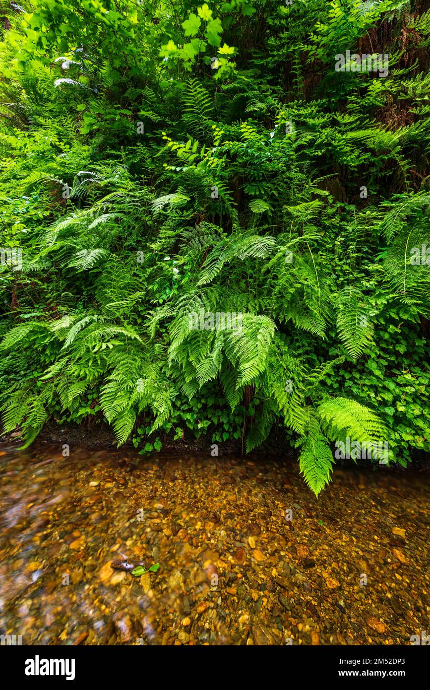 Fern Canyon, Prairie Creek Redwoods State Park, California USA Stock ...