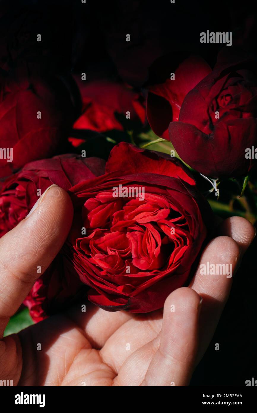 Beautiful fresh roses in hand Stock Photo - Alamy