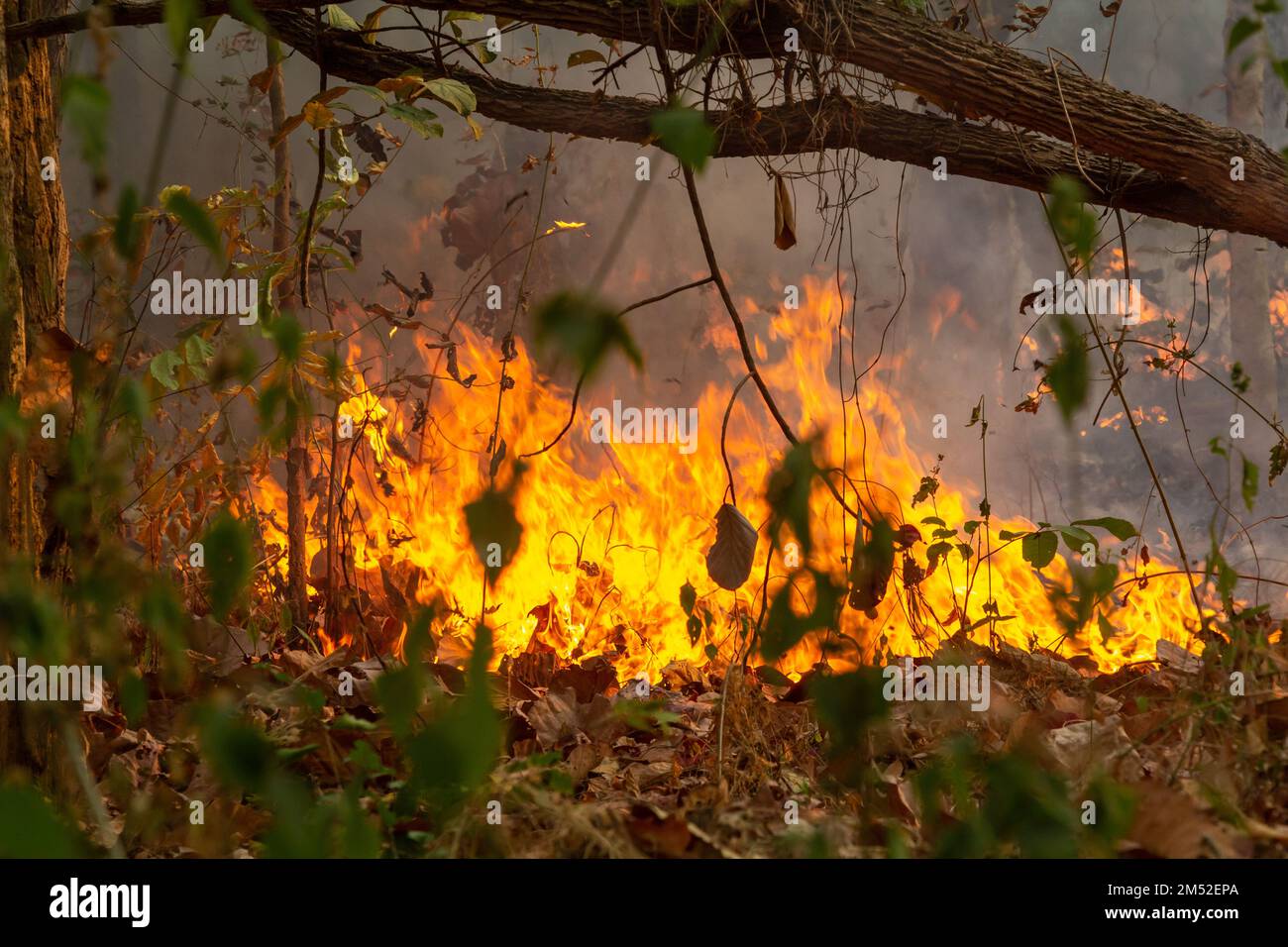 Wildfire disaster in tropical forest caused by human Stock Photo - Alamy