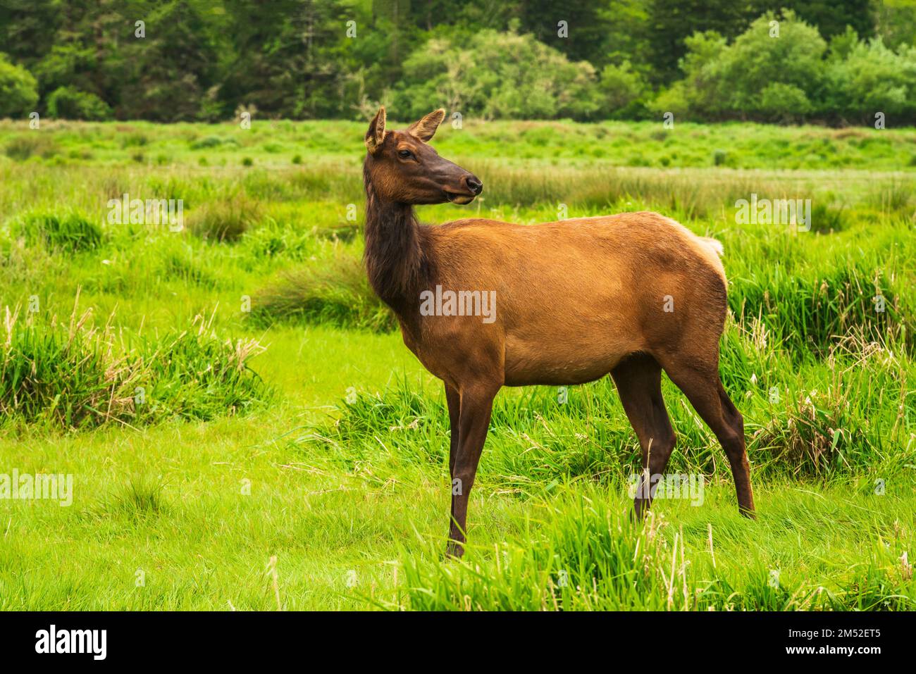 Roosevelt elk, Prairie Creek Redwoods State Park, California USA Stock ...