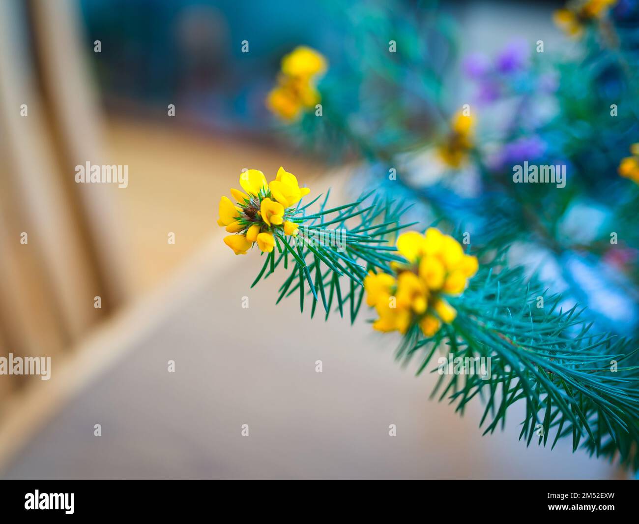 A selective focus shot of a bright yellow Geraldton Wax flower with ...