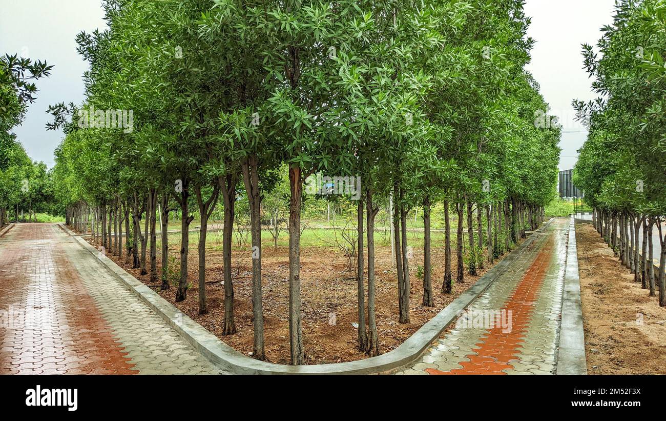 A panoramic shot of greenconocarpus trees in a walkway of tropical ...