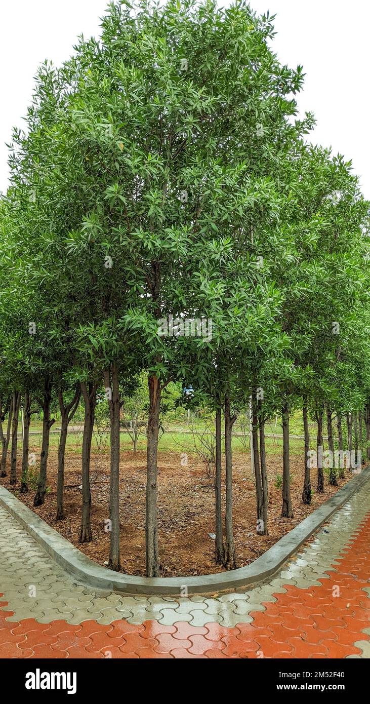 Conocarpus Erectus Tree Full