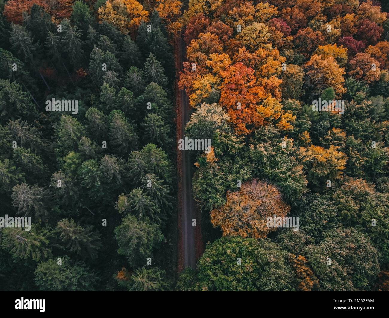 breathtaking aerial view of a forest displaying a striking contrast between lush evergreen trees ...