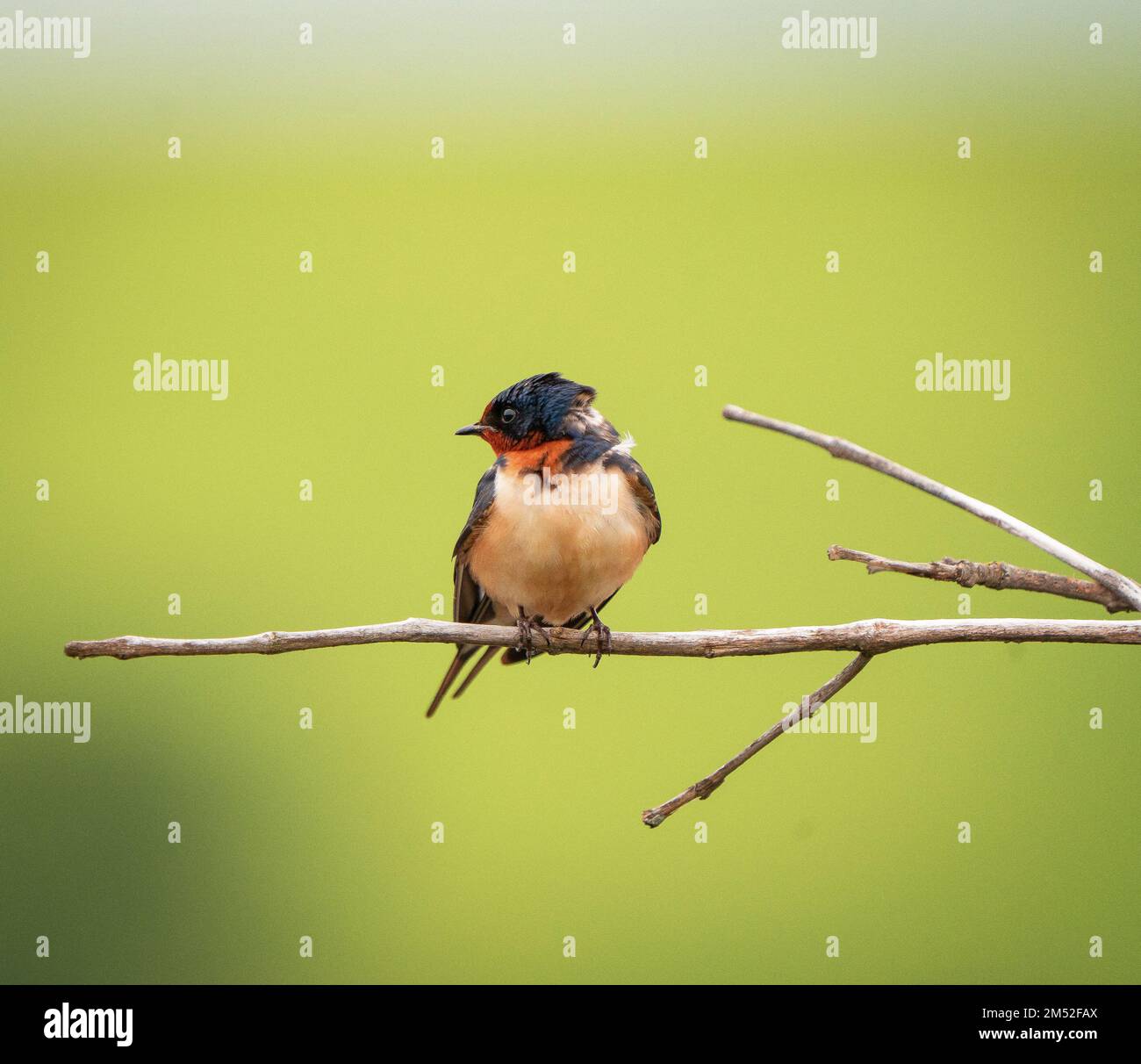 A shallow focus of Barn swallow bird perched on a tree twig with ...