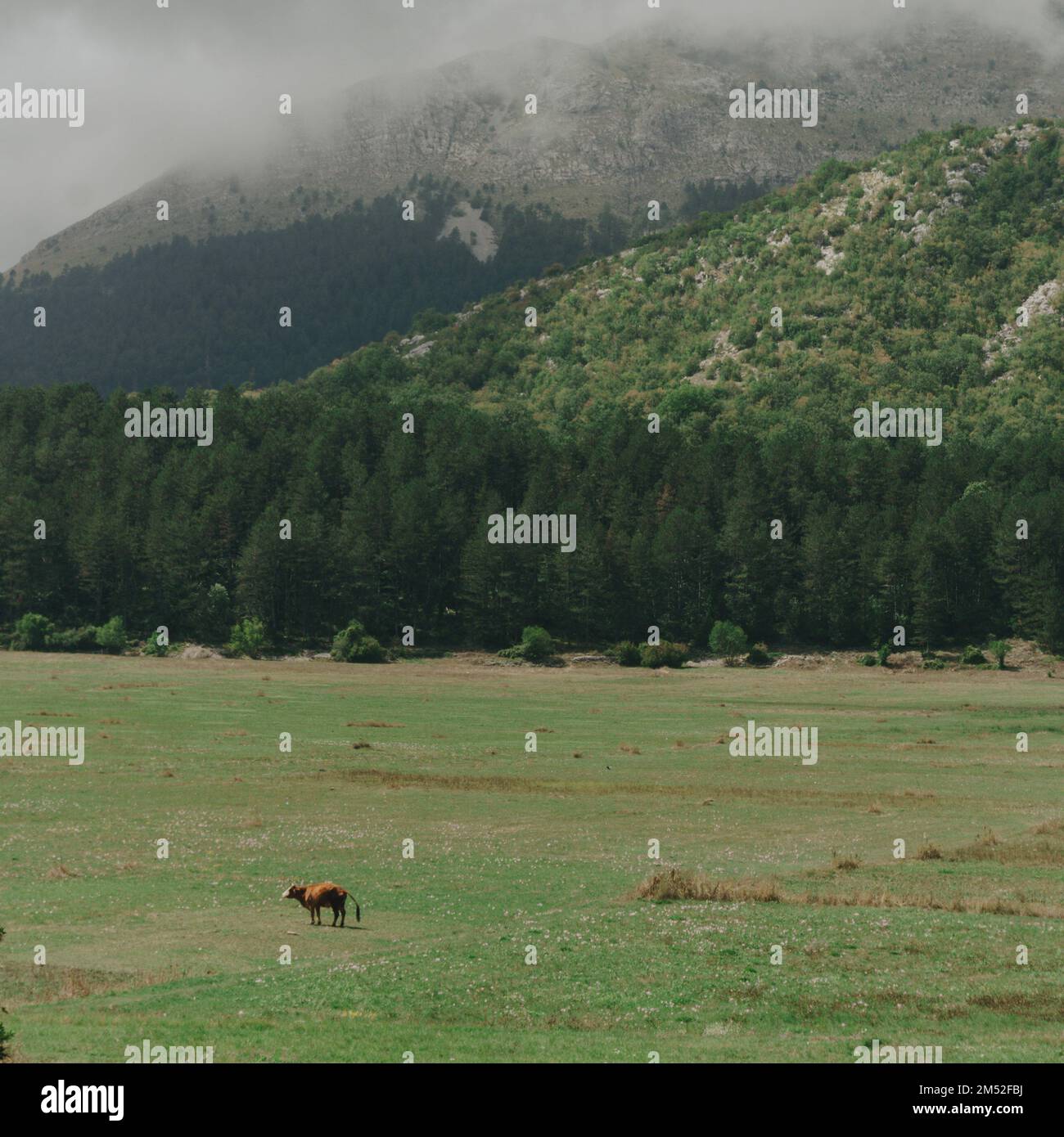 Field mammal nature hi-res stock photography and images - Alamy