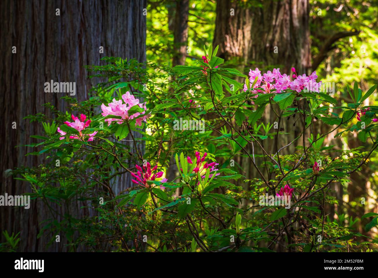 Rhododendron in bloom, Del Norte Coast Redwoods State Park, Redwood ...