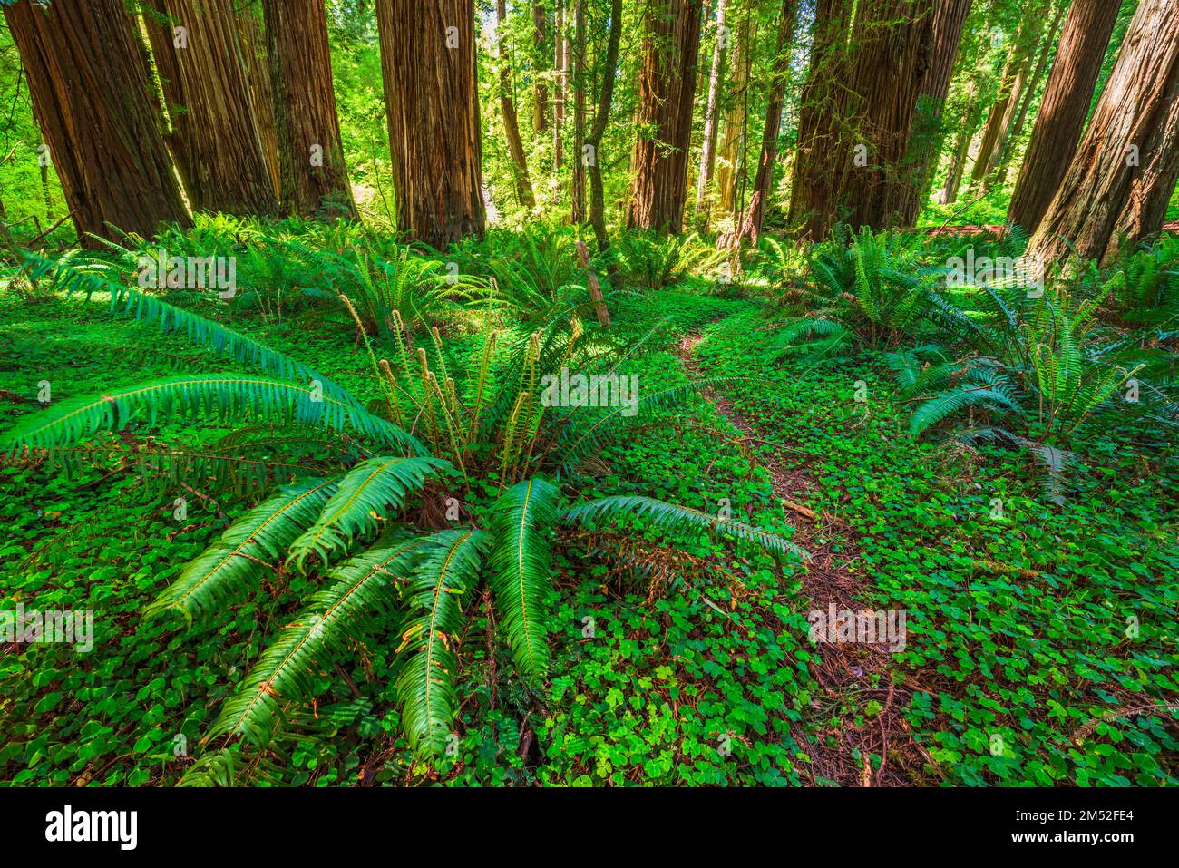 Coast redwoods in the Stout Grove, Jedediah Smith Redwoods State Park ...