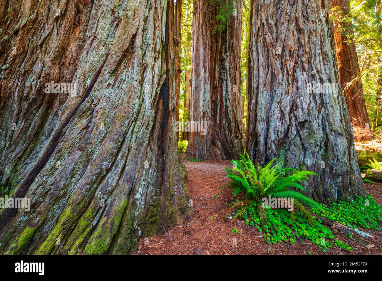Coast redwoods in the Stout Grove, Jedediah Smith Redwoods State Park ...