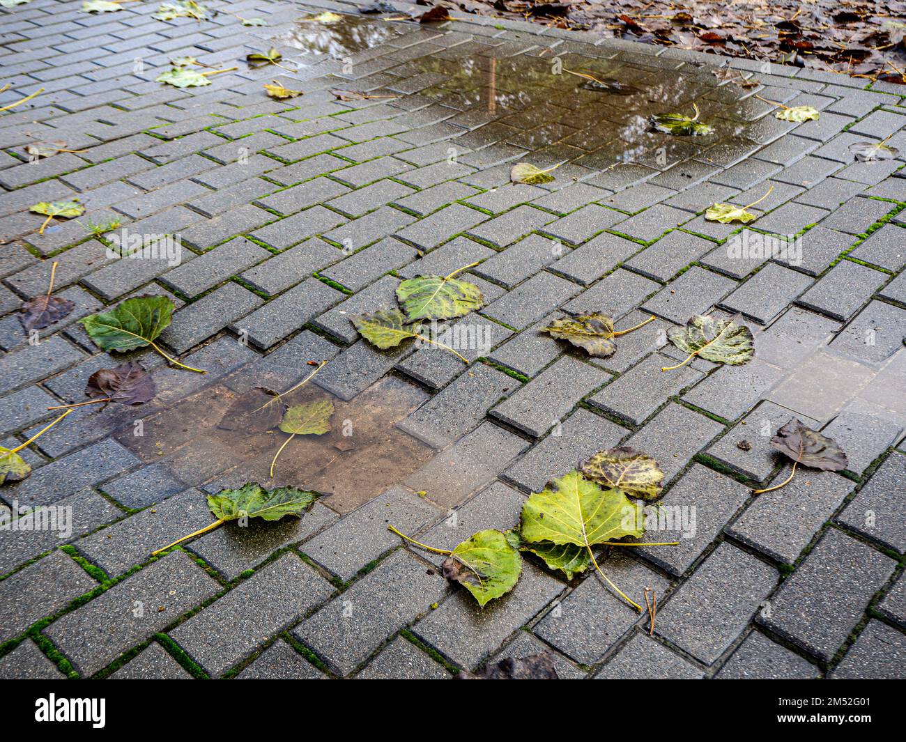 macro broken concrete pathway brick surface background, melancholy ...