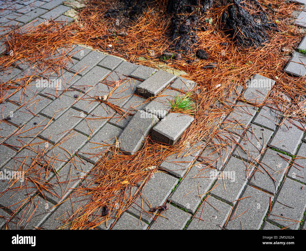 pothole in a block sidewalk with risk to people. Concept of risk hd ...