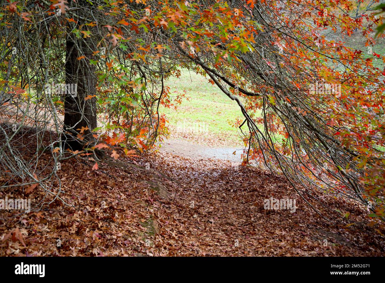 Mount Lofty Botanic Garden - South Australia Stock Photo - Alamy