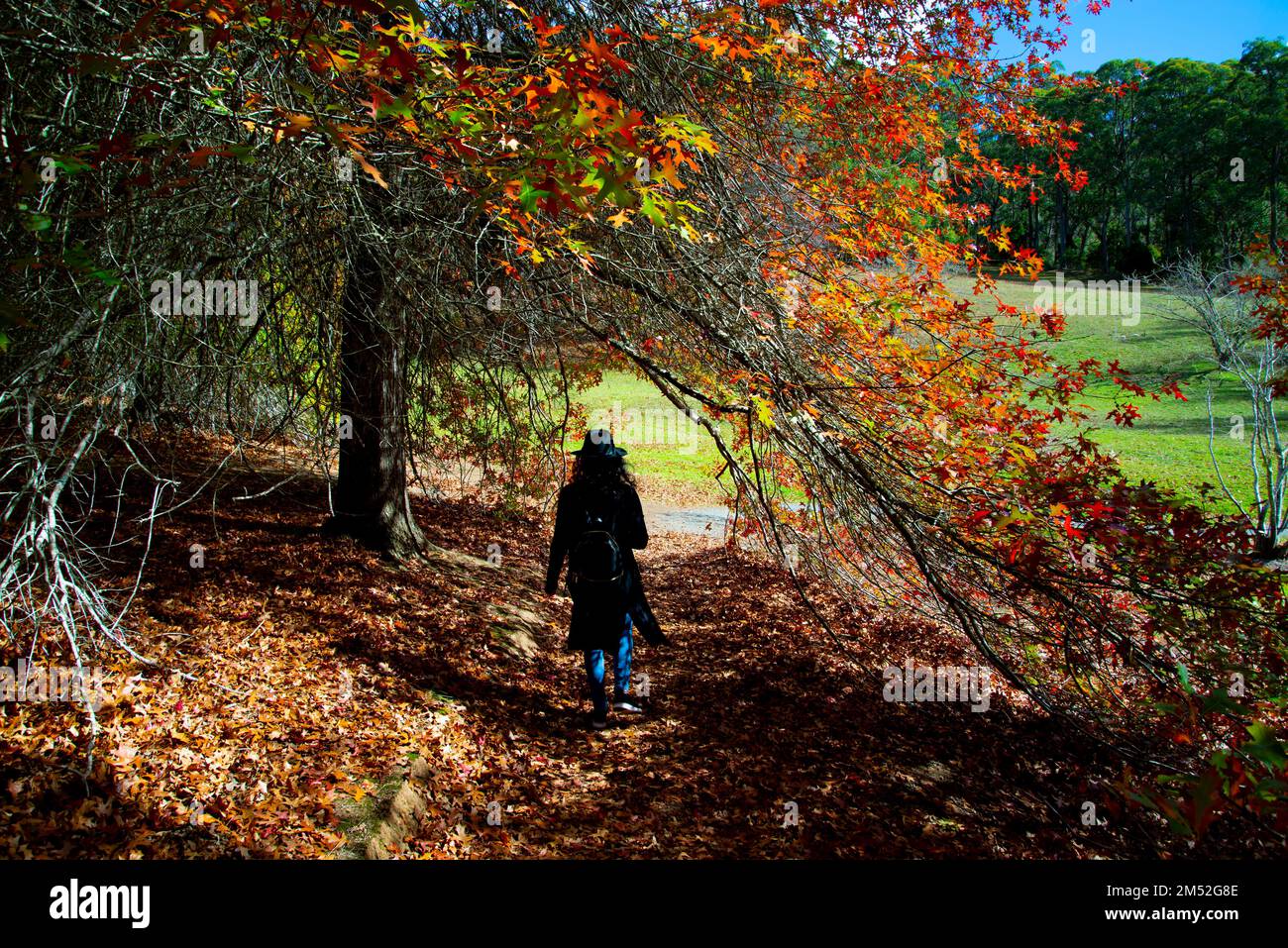 Mount Lofty Botanic Garden - South Australia Stock Photo - Alamy