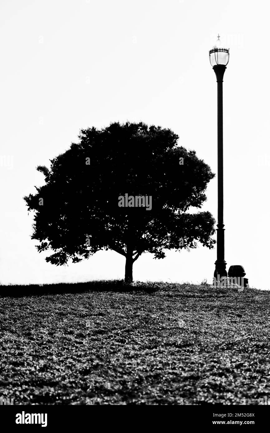 Square trunk tree Black and White Stock Photos & Images - Alamy