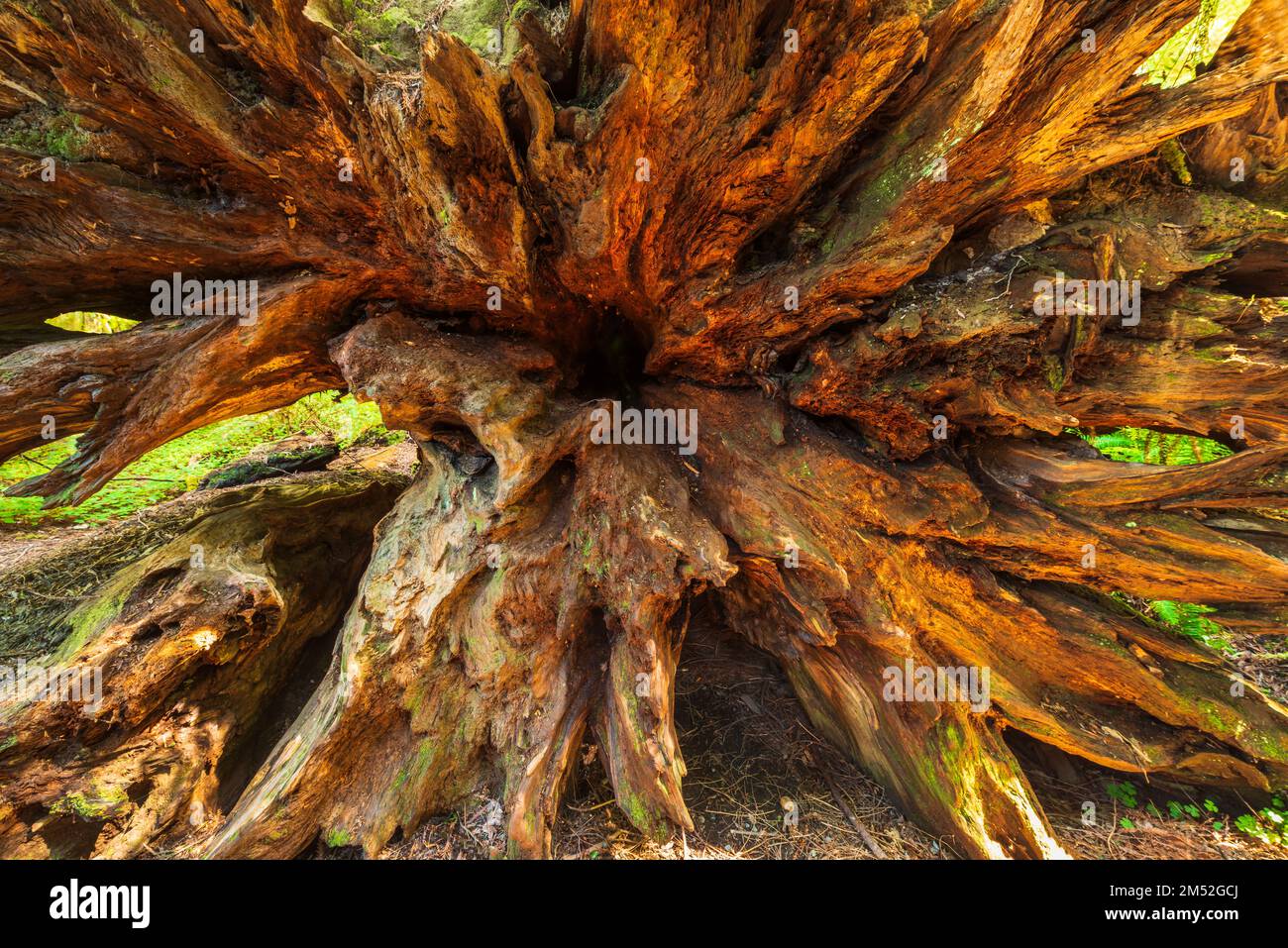 Roots of a downed coast redwood, Jedediah Smith Redwoods State Park ...