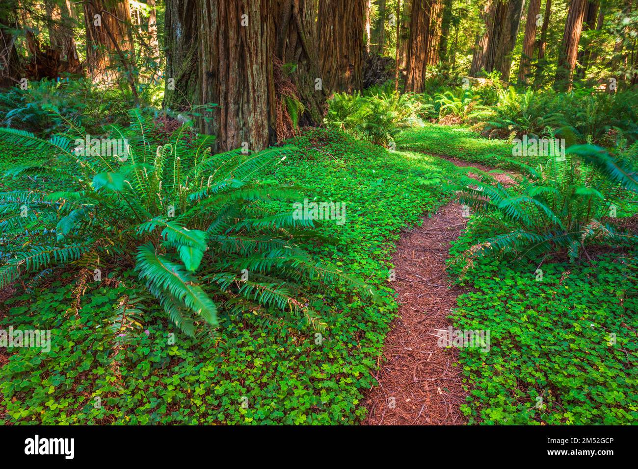 Ferns and sorrel in the Stout Grove, Jedediah Smith Redwoods State Park ...