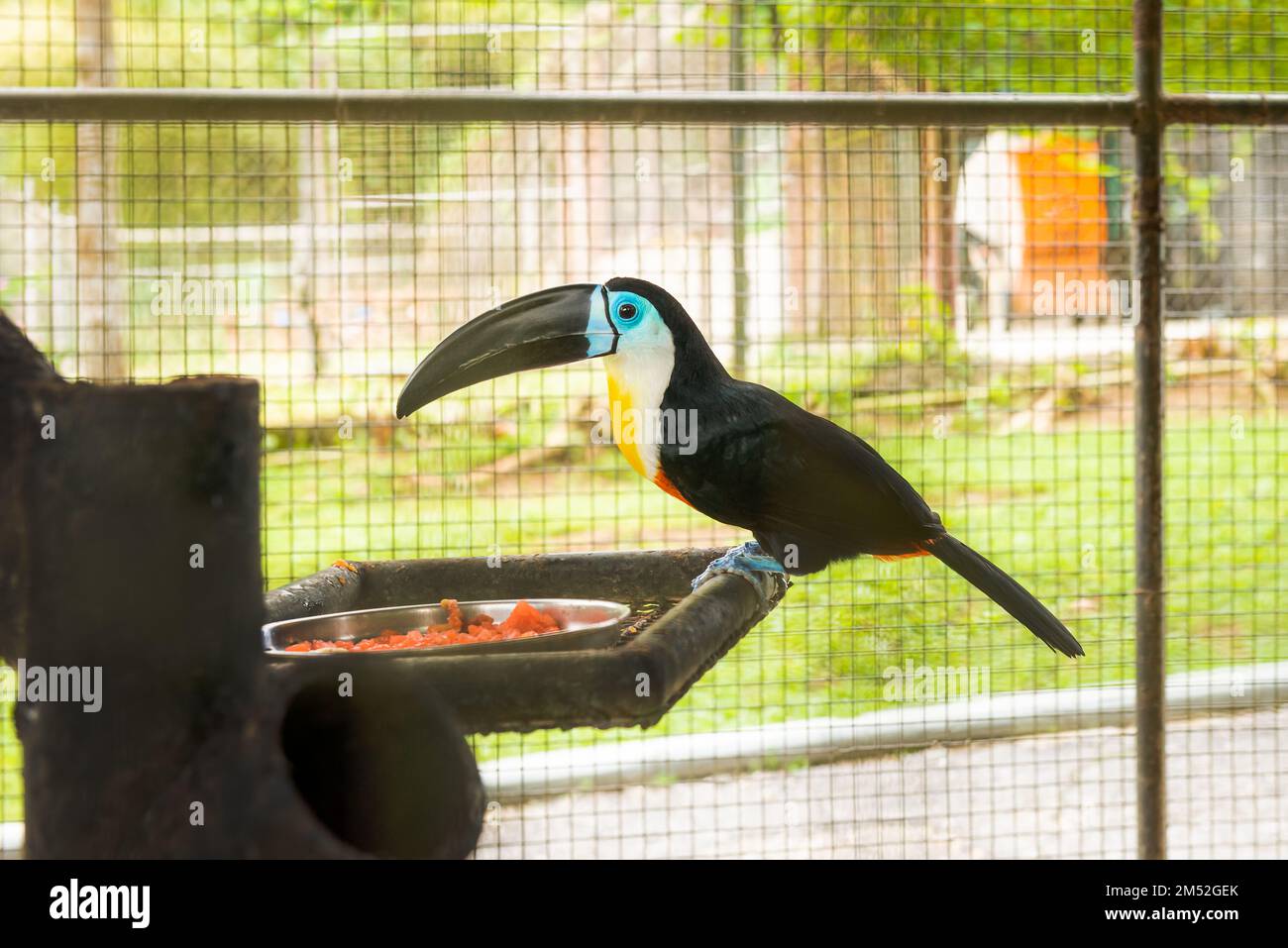 Toucan bird inside zoo enclosure endangered tropical bird colorful ...