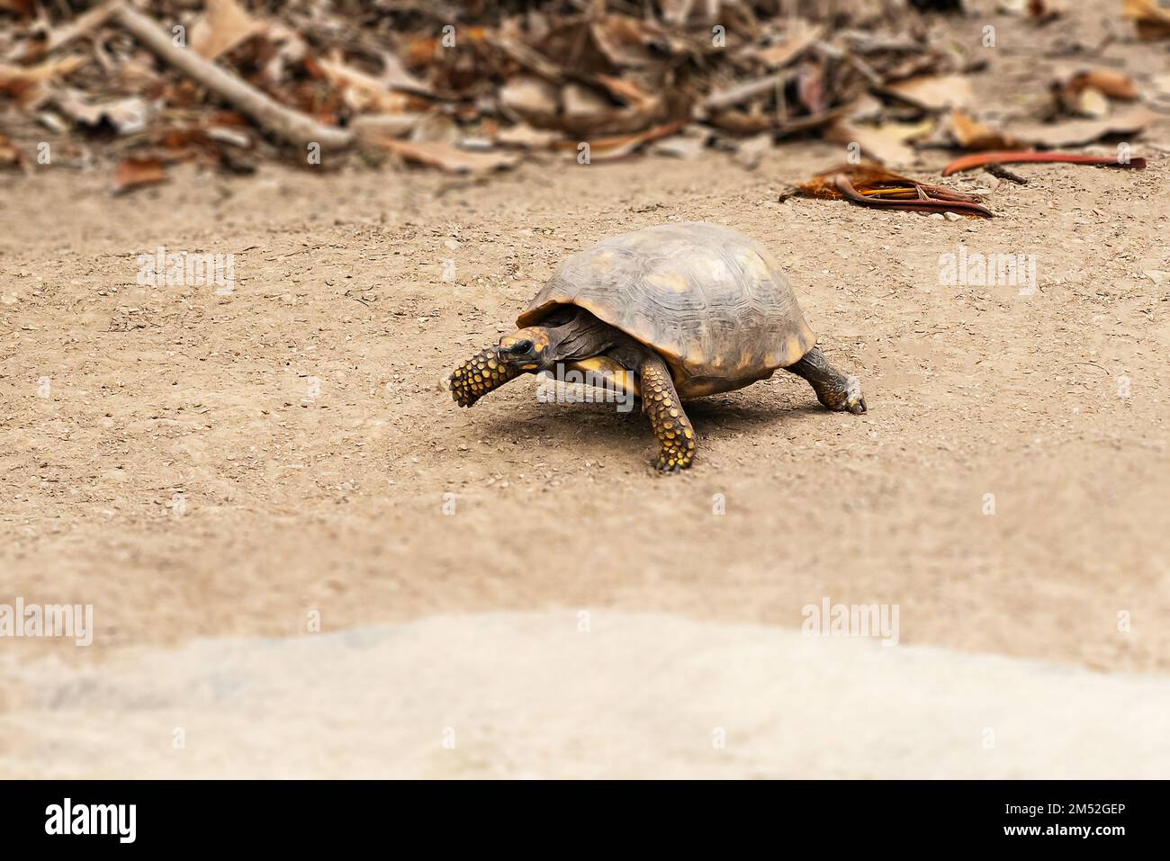 Tortoise walking slowly on dusty earth ground hard shelled animal Stock ...