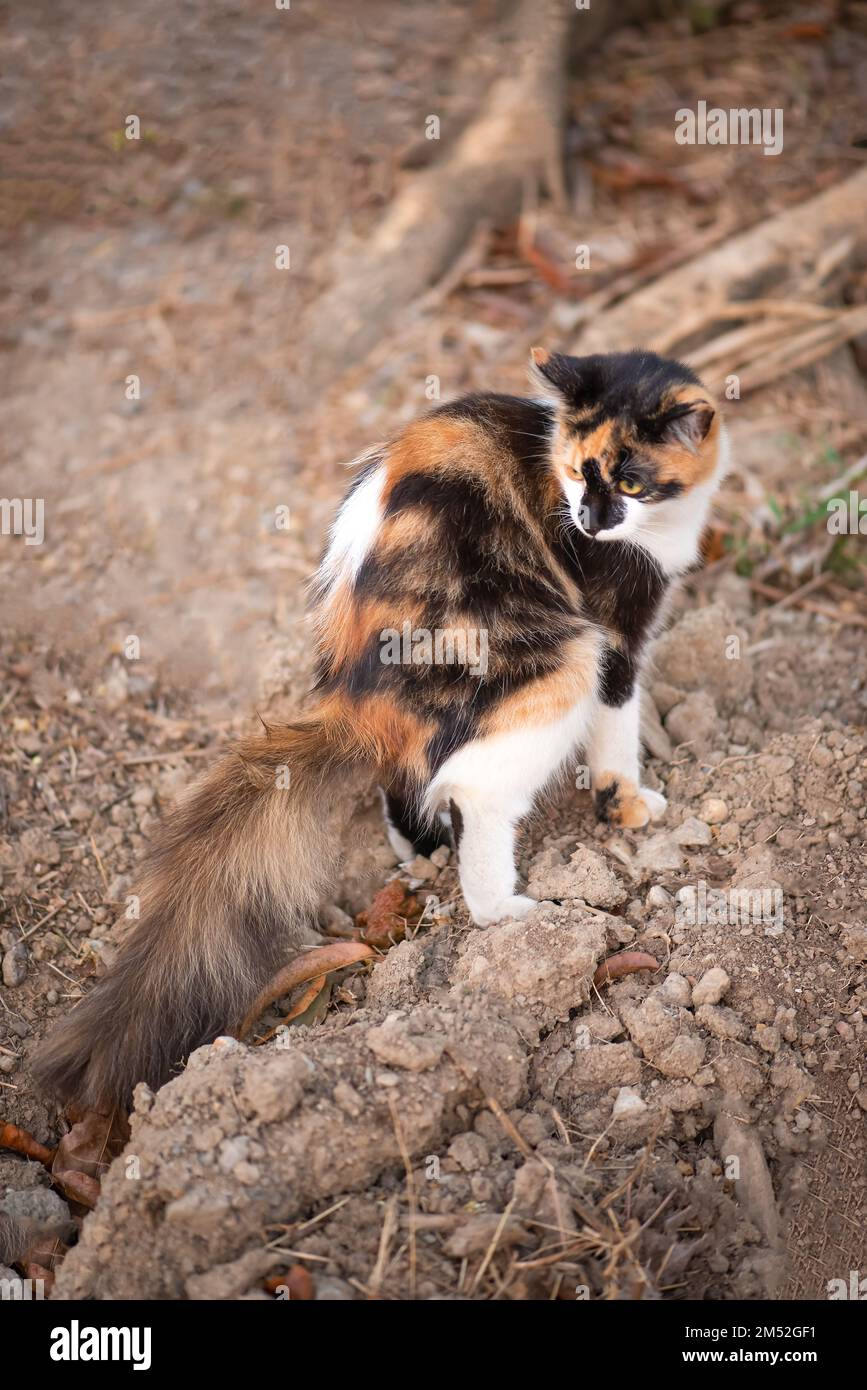 Cat using earth dust soil to litter naturally outdoors fertilizing ...
