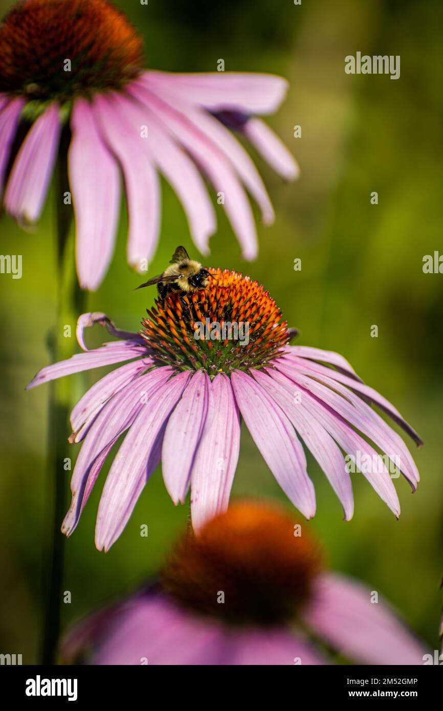 A vertical shot of a bumblebee (Bombus) pollinating on a Echinacea ...