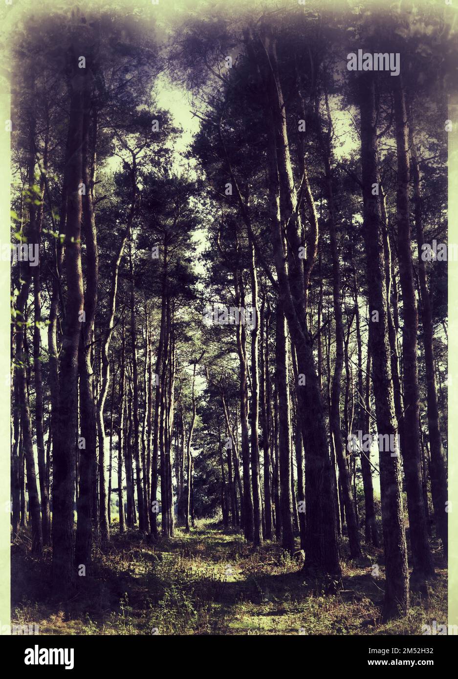 A creepy empty forest with tall trees and bushy leaves blocking the ...