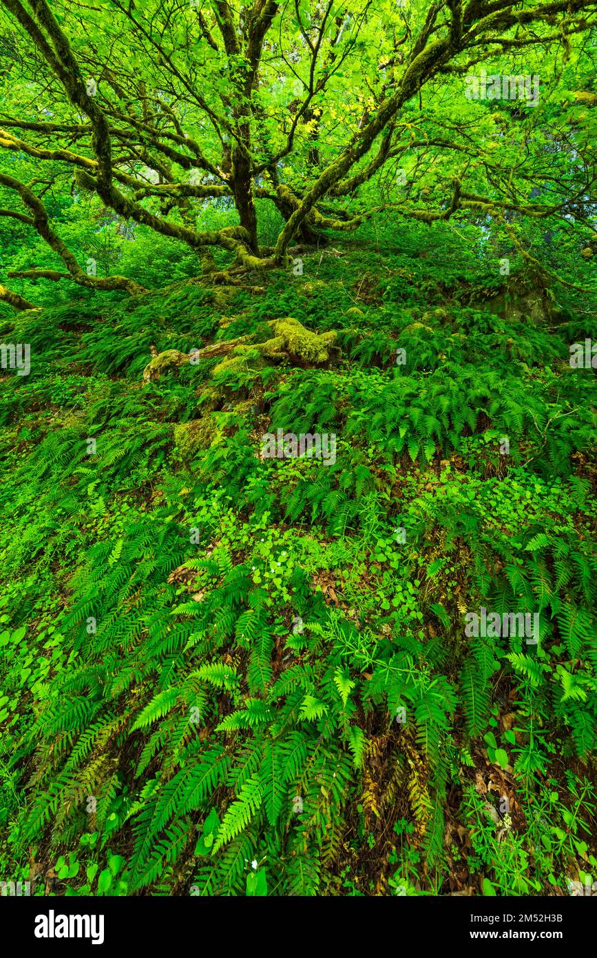 Ferns and lush vegetation on the Latourell Falls trail, Columbia River ...