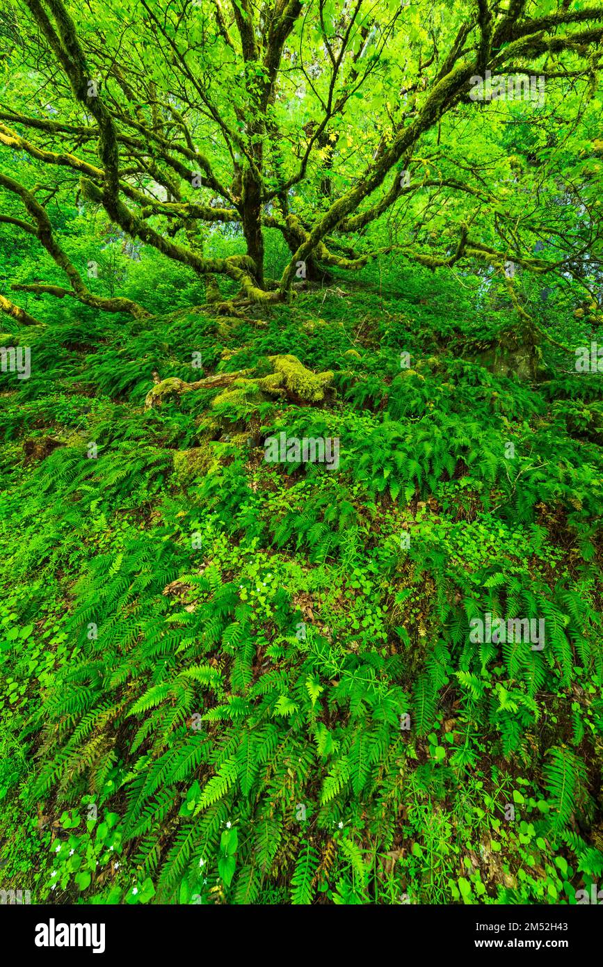 Ferns and lush vegetation on the Latourell Falls trail, Columbia River ...