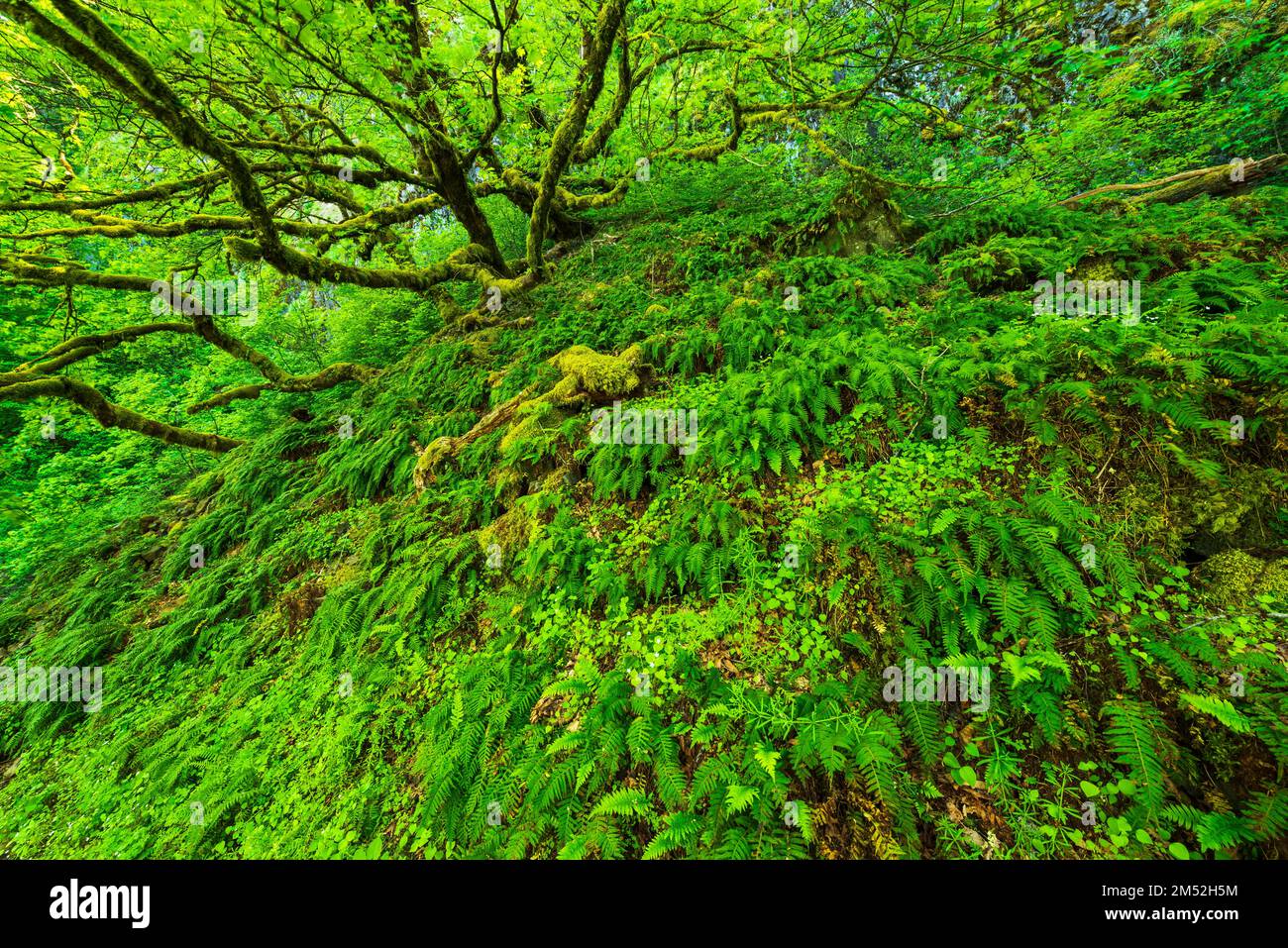Ferns and lush vegetation on the Latourell Falls trail, Columbia River ...
