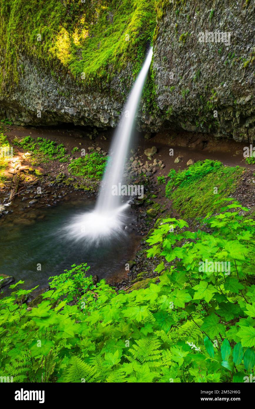 Ponytail Falls, Columbia River Gorge National Scenic Area, Oregon USA ...
