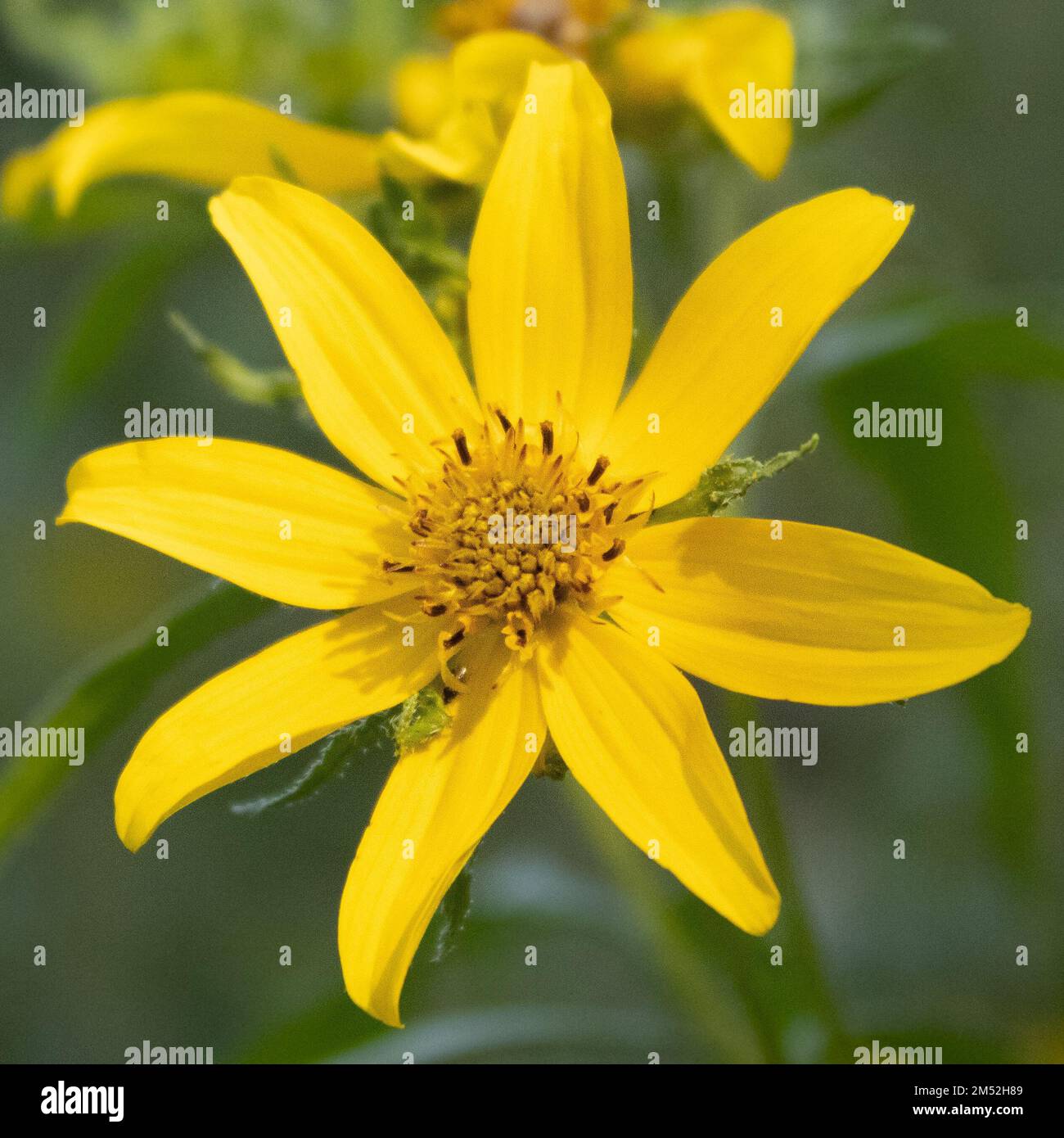 Engelmann daisy hi-res stock photography and images - Alamy