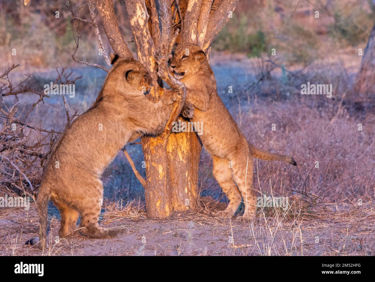 Two young lions sharpen their claws on the trunk of a tree Stock Photo ...