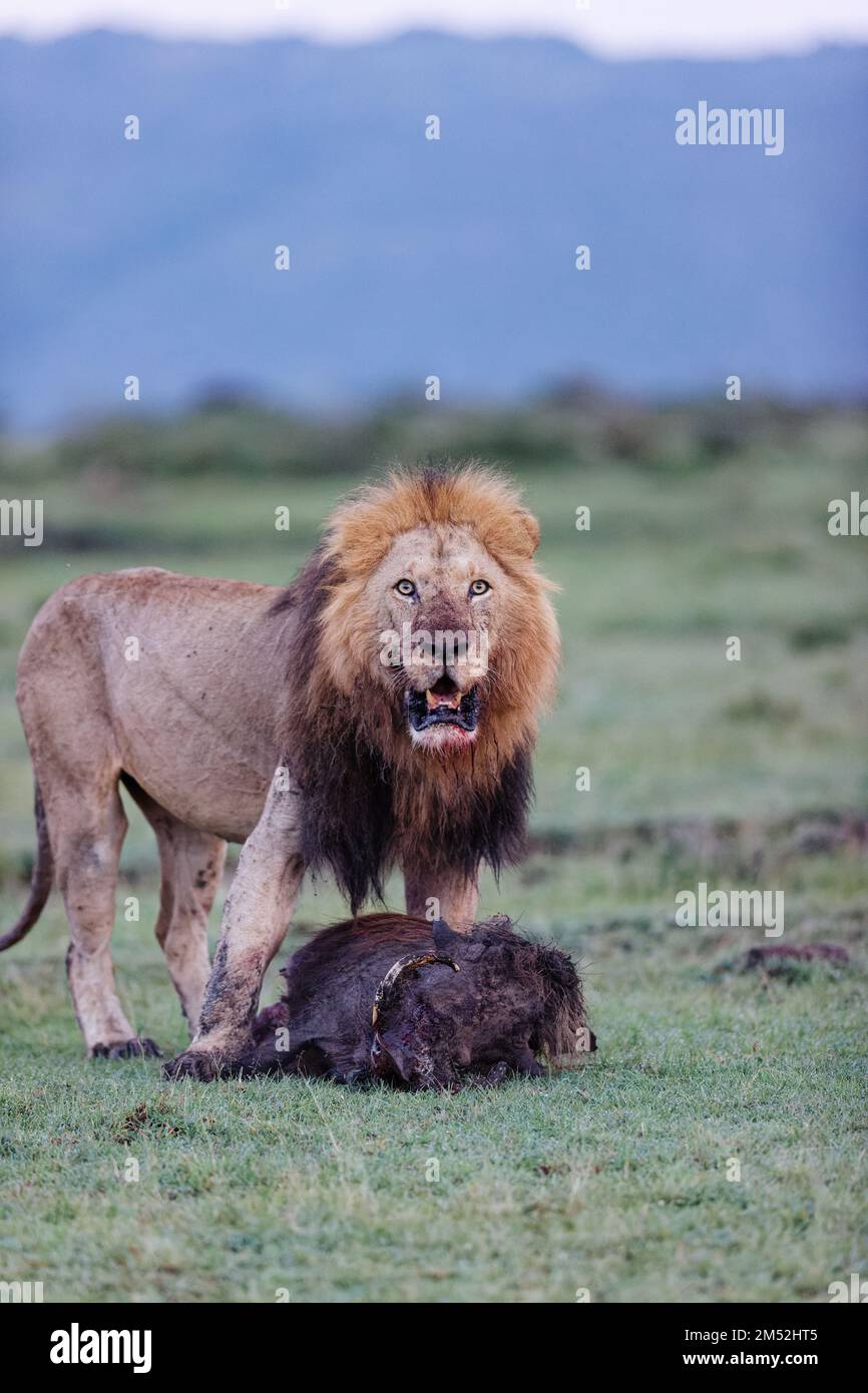 A vertical shot of the lion of famous Marsh Pride standing on its warthog kill in the Masai Mara ...