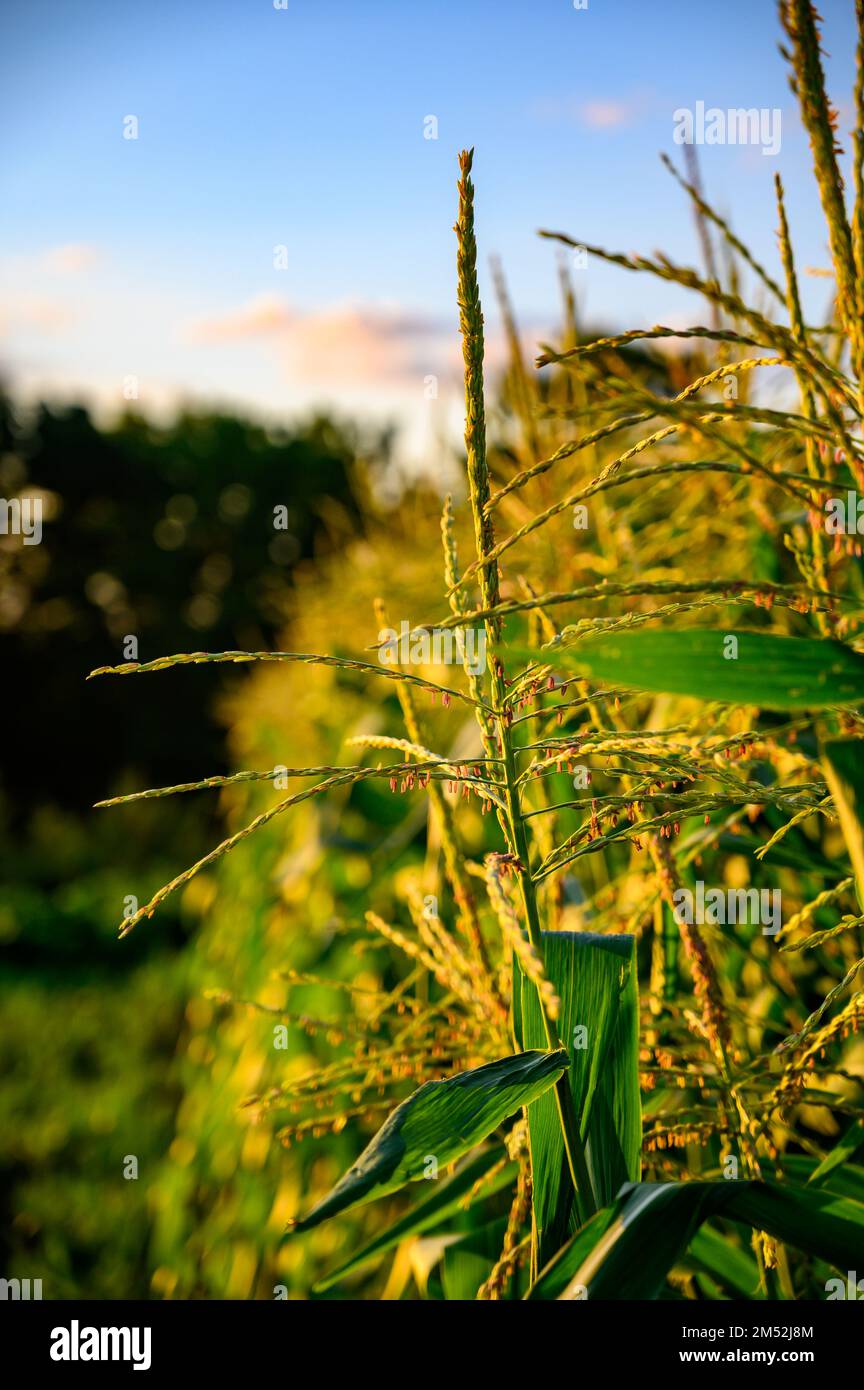 Row of sweet corn with pollen in a garden Stock Photo - Alamy