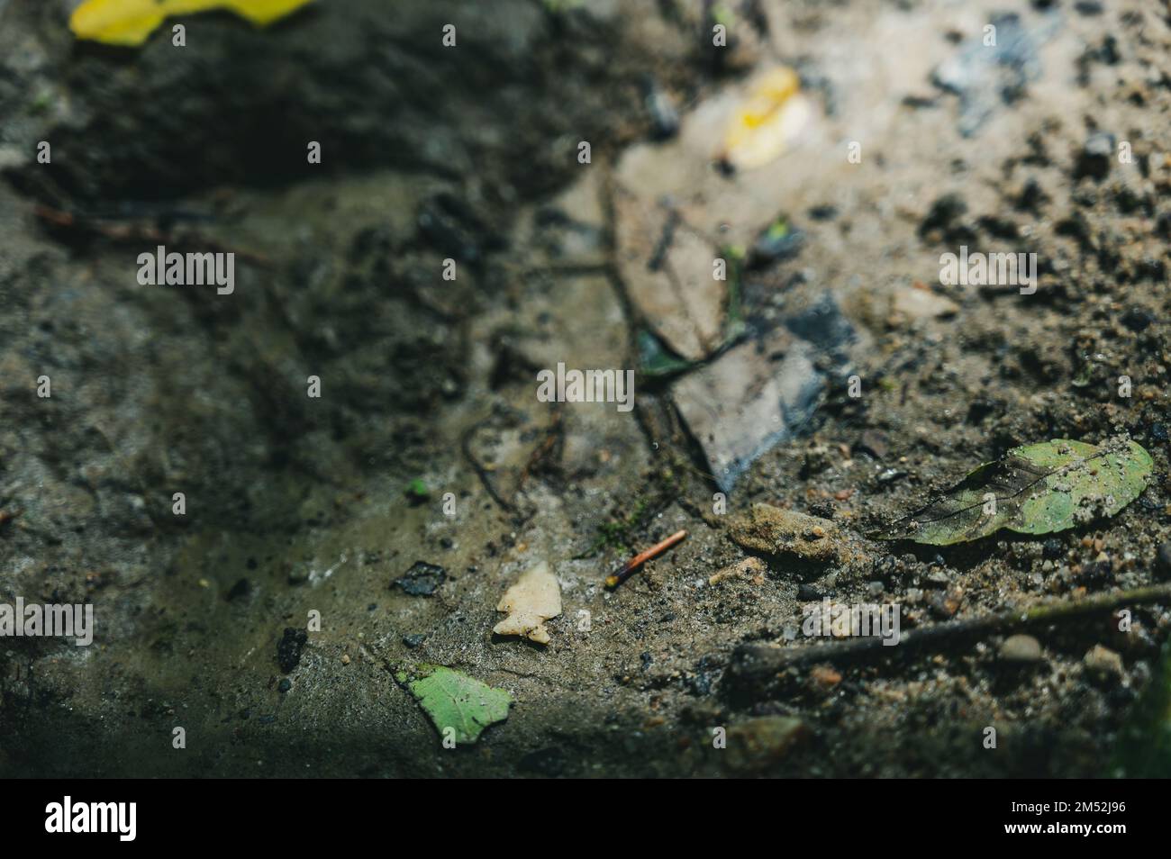 Native American Indian bird point arrowhead in creek bed Stock Photo ...