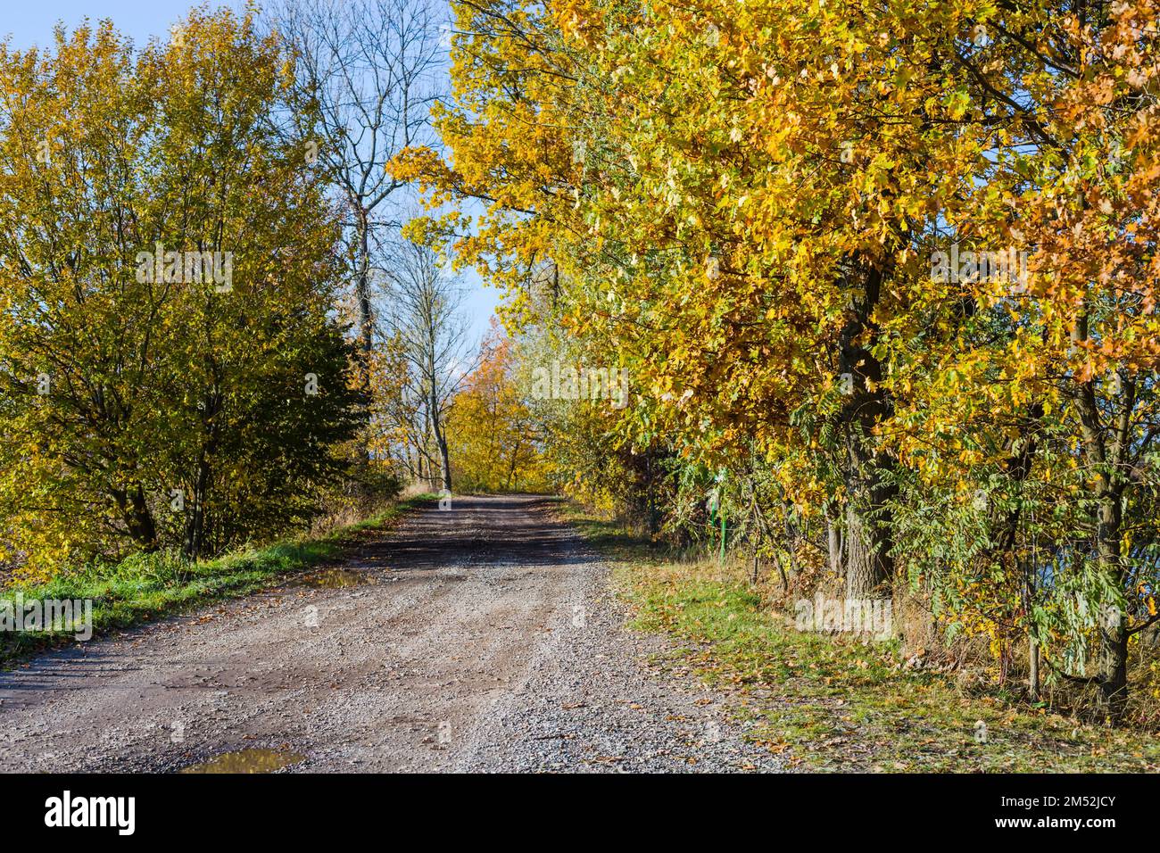 A beautiful view of an open road surrounded by autumn trees during ...
