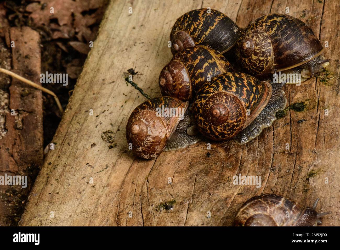 Snails sleeping off a meal under a plank in the vegetable garden Stock ...