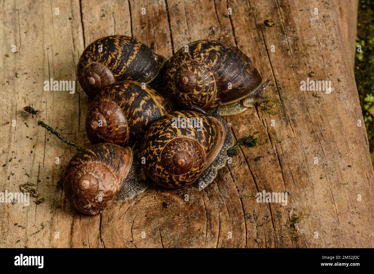 Snails sleeping off a meal under a plank in the vegetable garden Stock ...