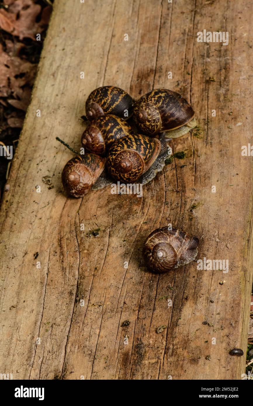 Snails sleeping off a meal under a plank in the vegetable garden Stock ...